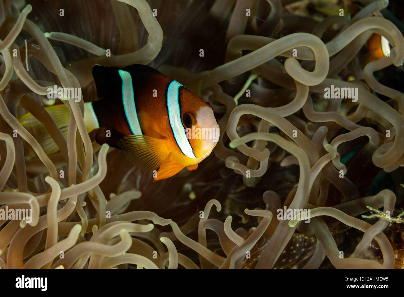 Clownfish or anemonefish are fishes from the subfamily Amphiprioninae ...