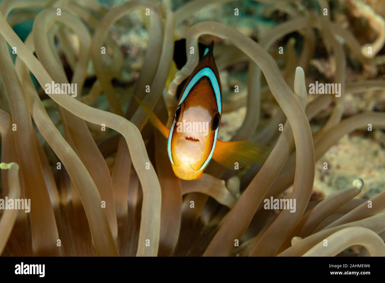 Clownfish or anemonefish are fishes from the subfamily Amphiprioninae ...