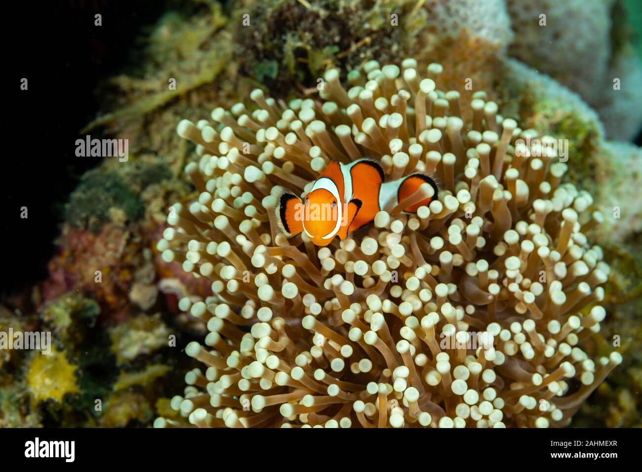 Clownfish or anemonefish are fishes from the subfamily Amphiprioninae ...