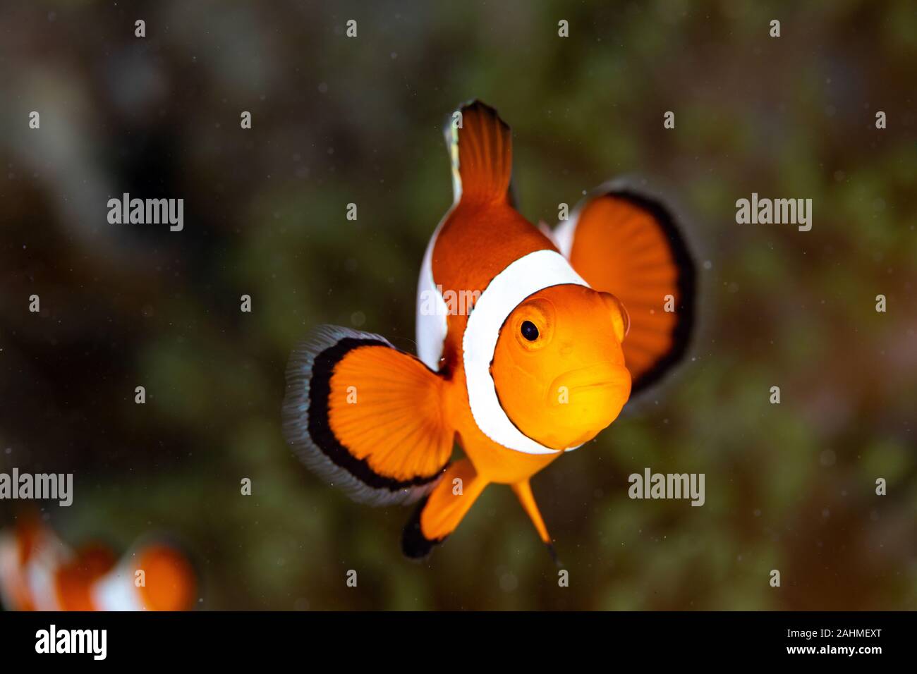 Clownfish or anemonefish are fishes from the subfamily Amphiprioninae ...
