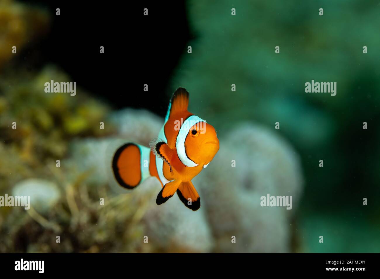 Clownfish or anemonefish are fishes from the subfamily Amphiprioninae ...