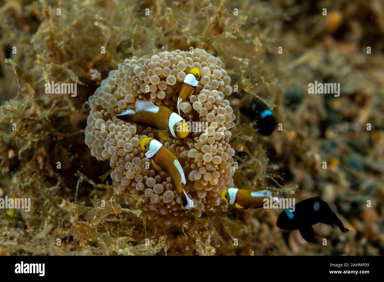 Clownfish or anemonefish are fishes from the subfamily Amphiprioninae ...