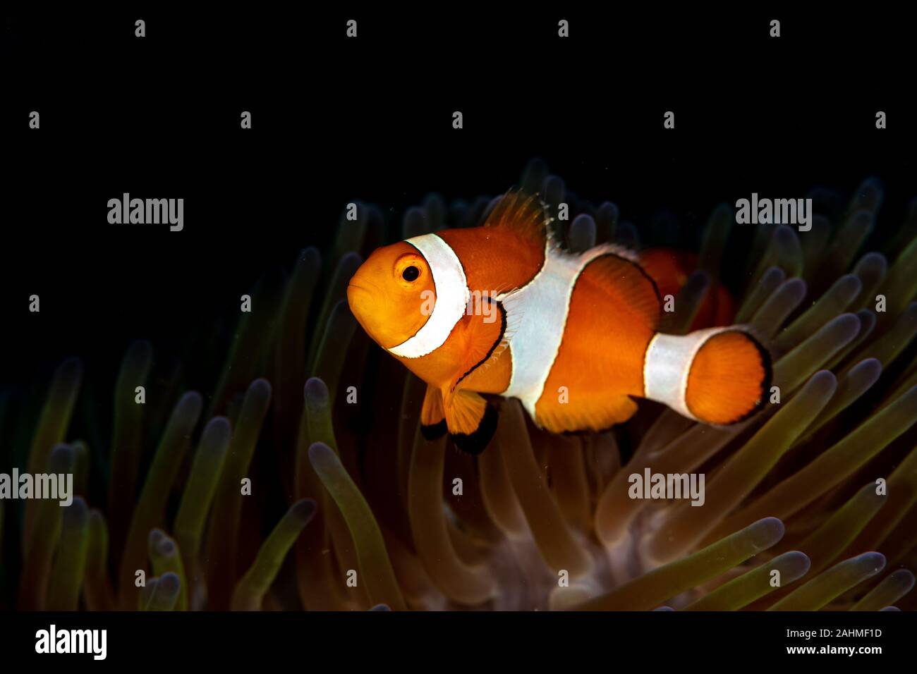 Clownfish or anemonefish are fishes from the subfamily Amphiprioninae ...
