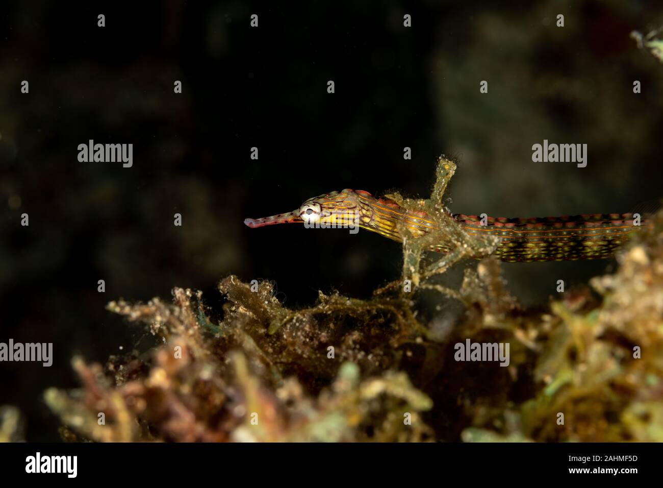 Corythoichthys is a genus of pipefishes of the family Syngnathidae ...