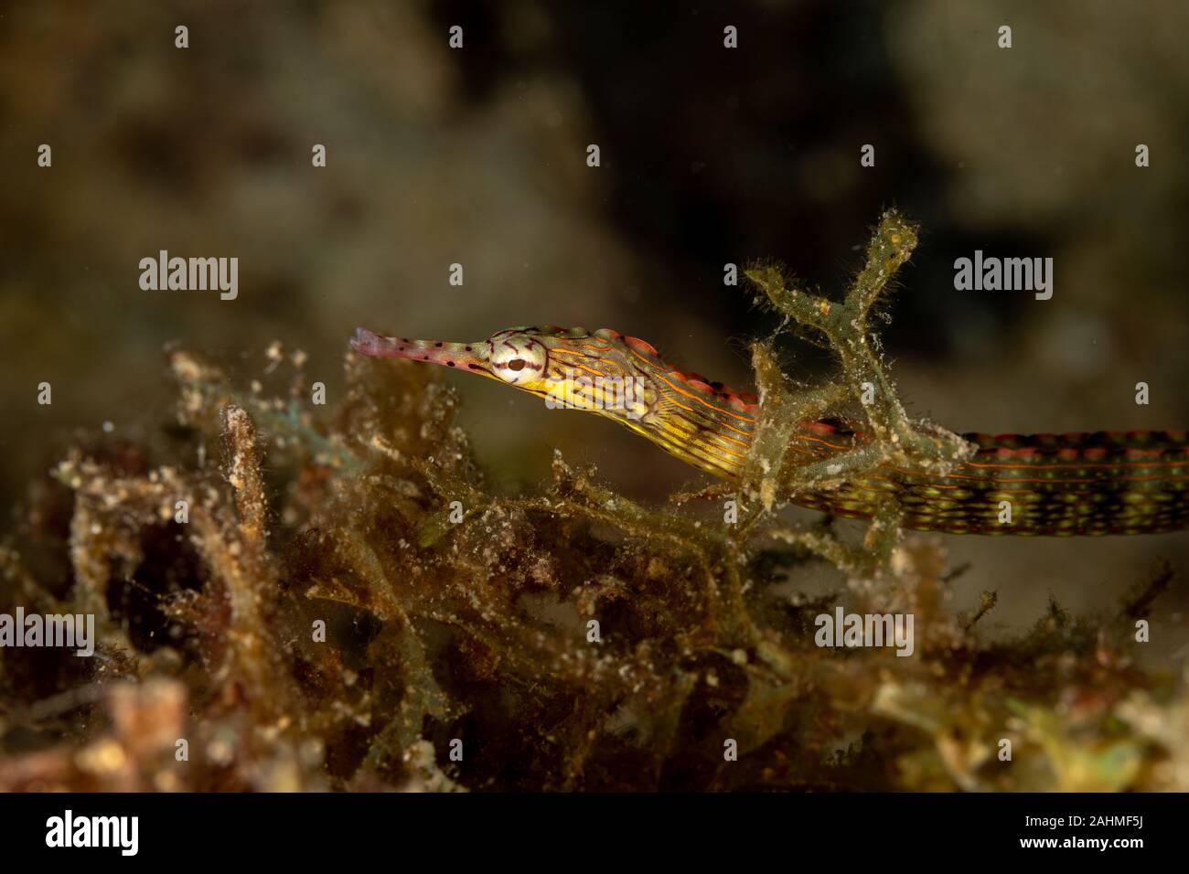Corythoichthys is a genus of pipefishes of the family Syngnathidae ...