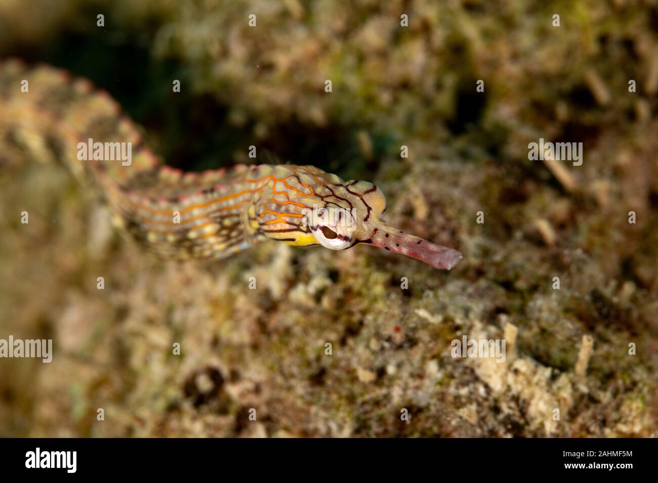 Corythoichthys is a genus of pipefishes of the family Syngnathidae ...