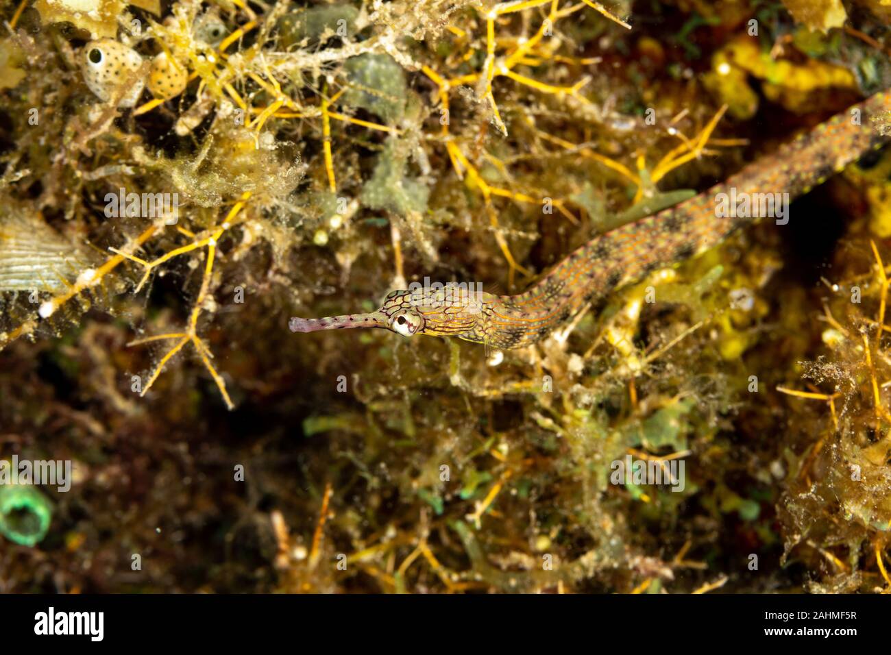 Corythoichthys is a genus of pipefishes of the family Syngnathidae ...