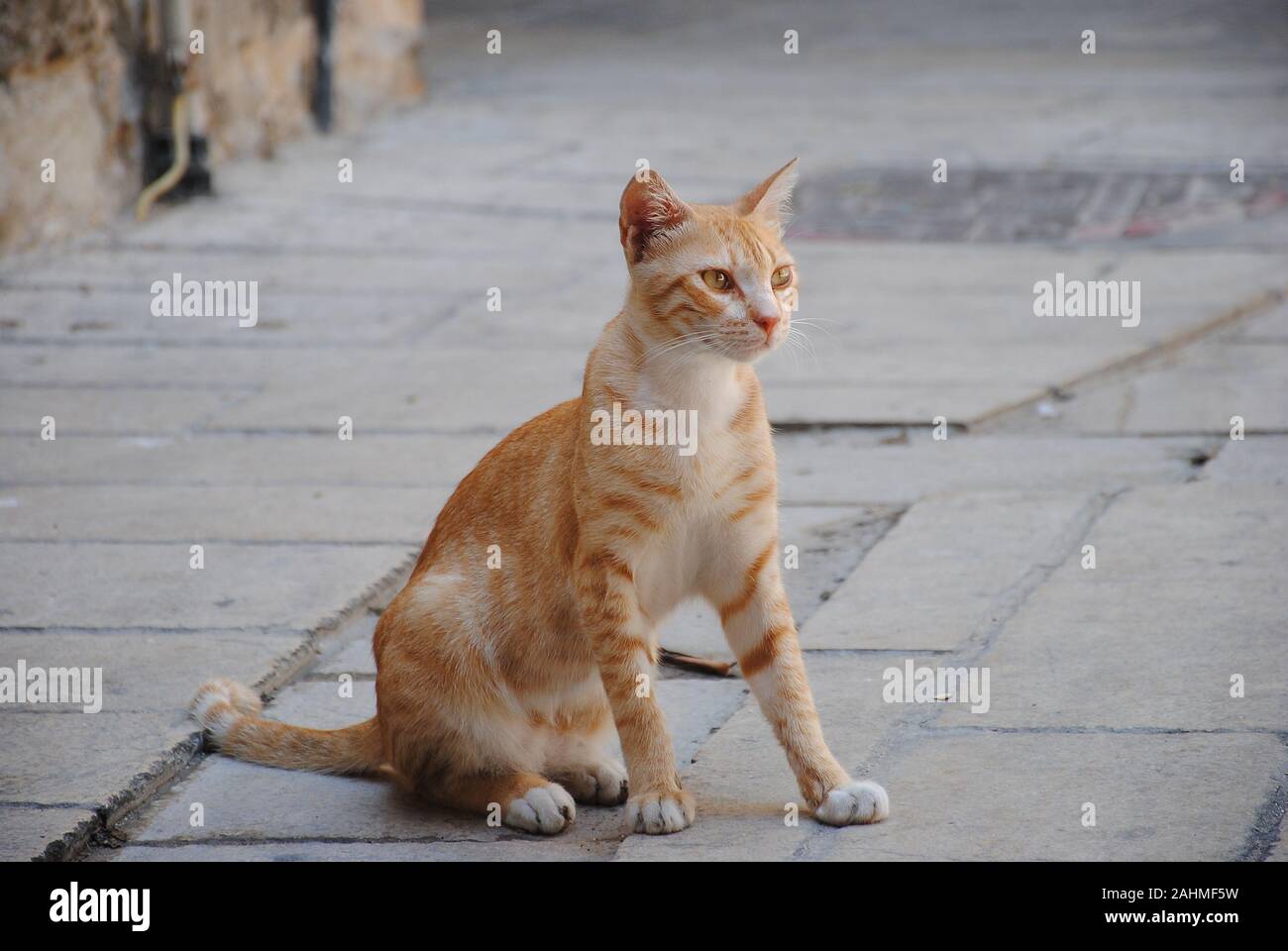 Red Strolling Cat Stock Photo - Alamy