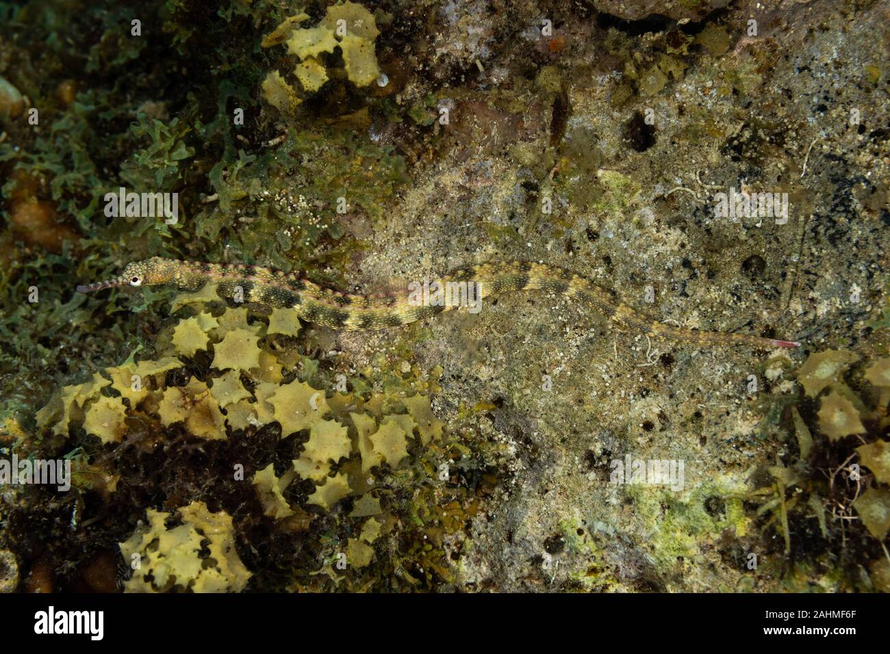 Corythoichthys is a genus of pipefishes of the family Syngnathidae ...
