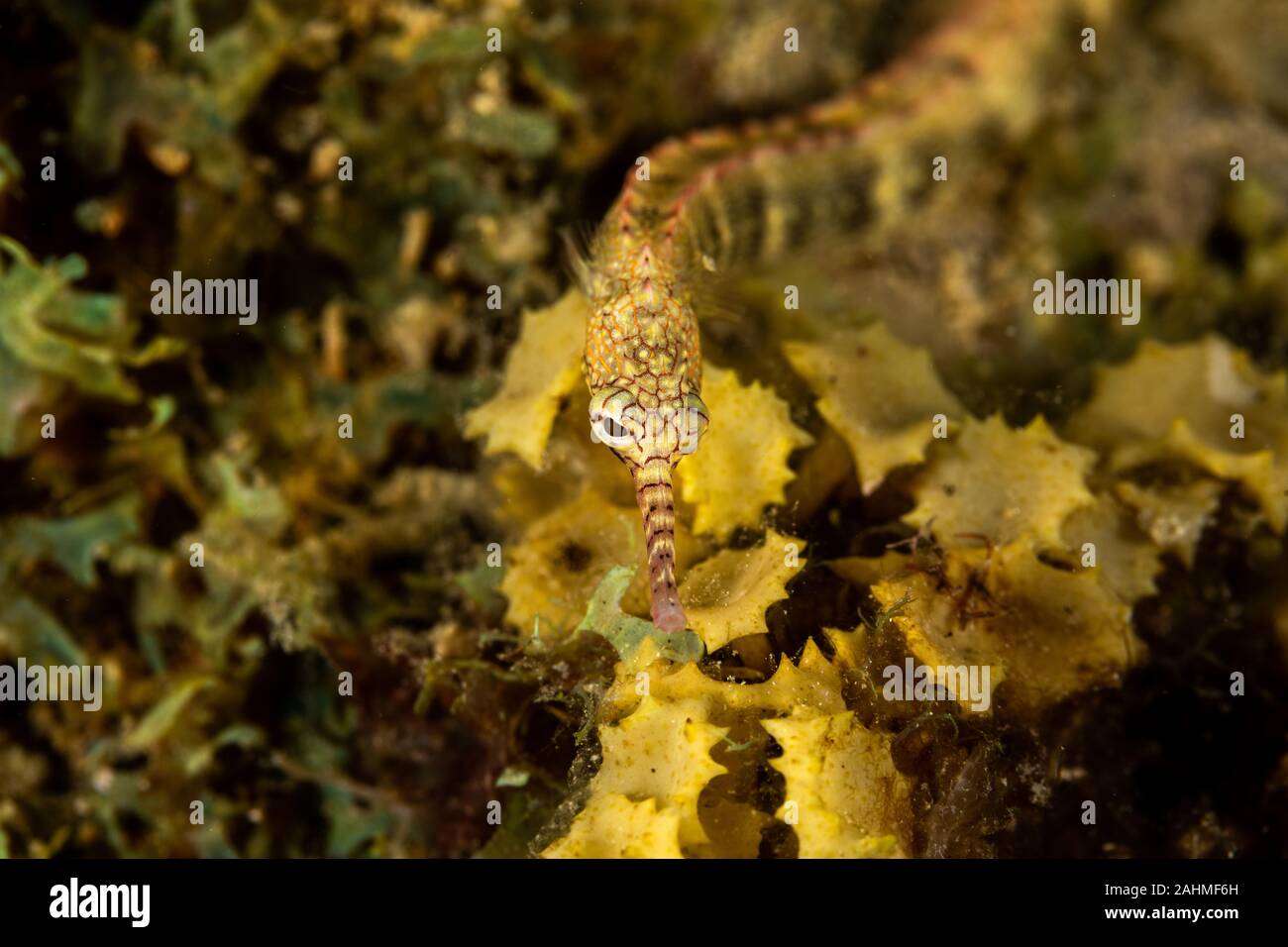 Corythoichthys is a genus of pipefishes of the family Syngnathidae ...