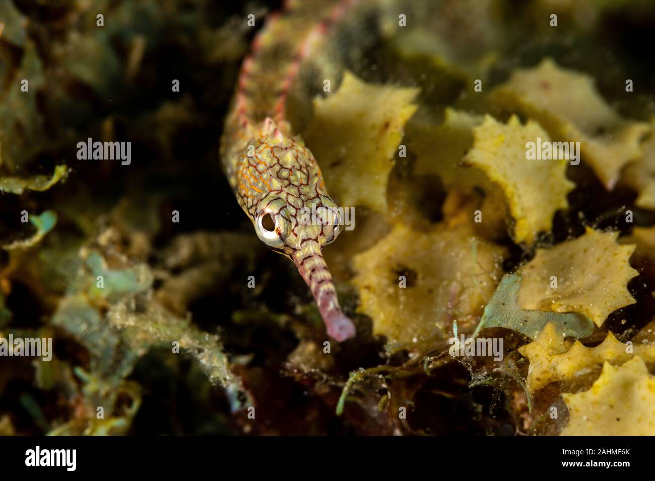 Corythoichthys is a genus of pipefishes of the family Syngnathidae ...