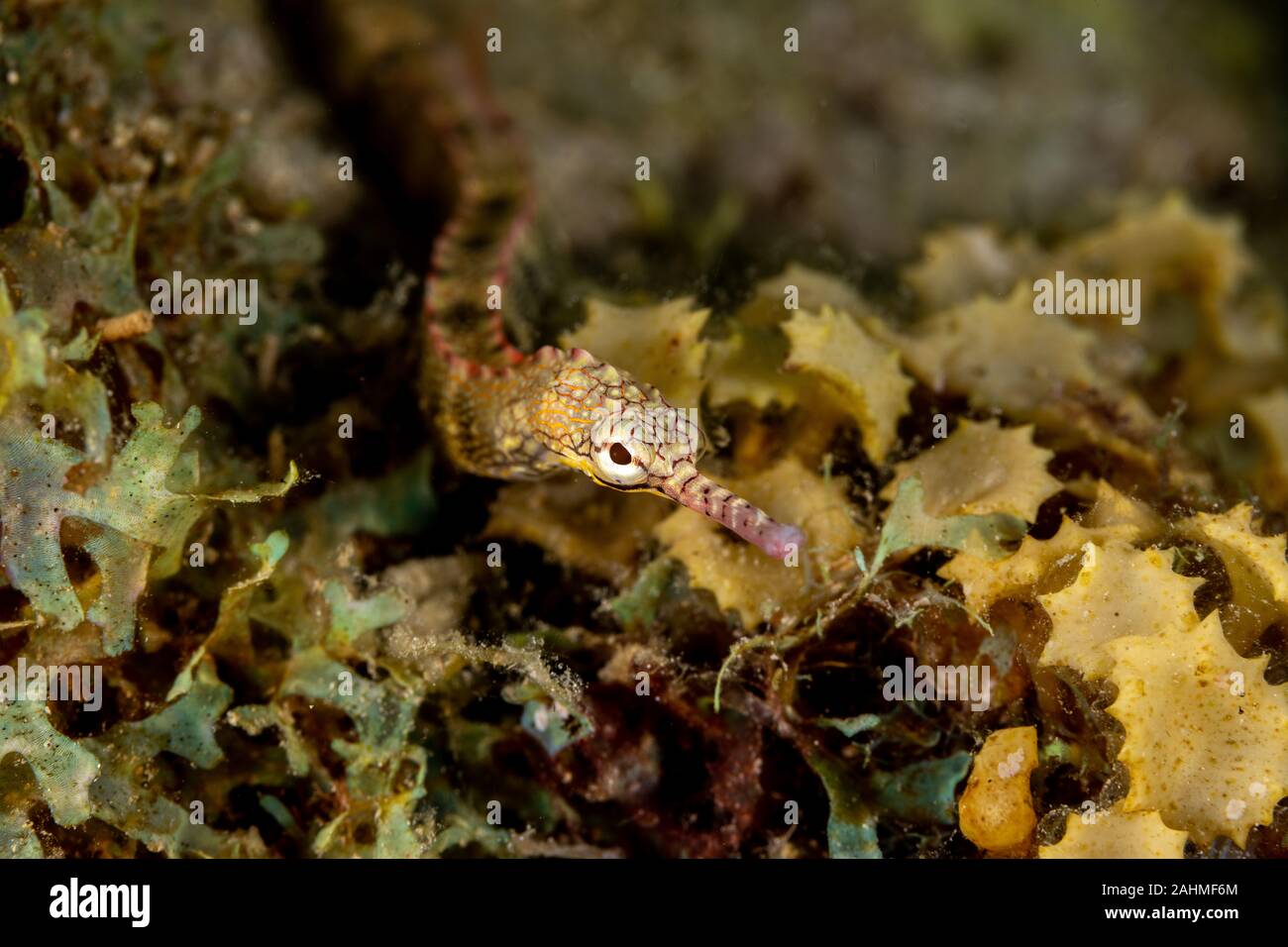 Corythoichthys is a genus of pipefishes of the family Syngnathidae ...