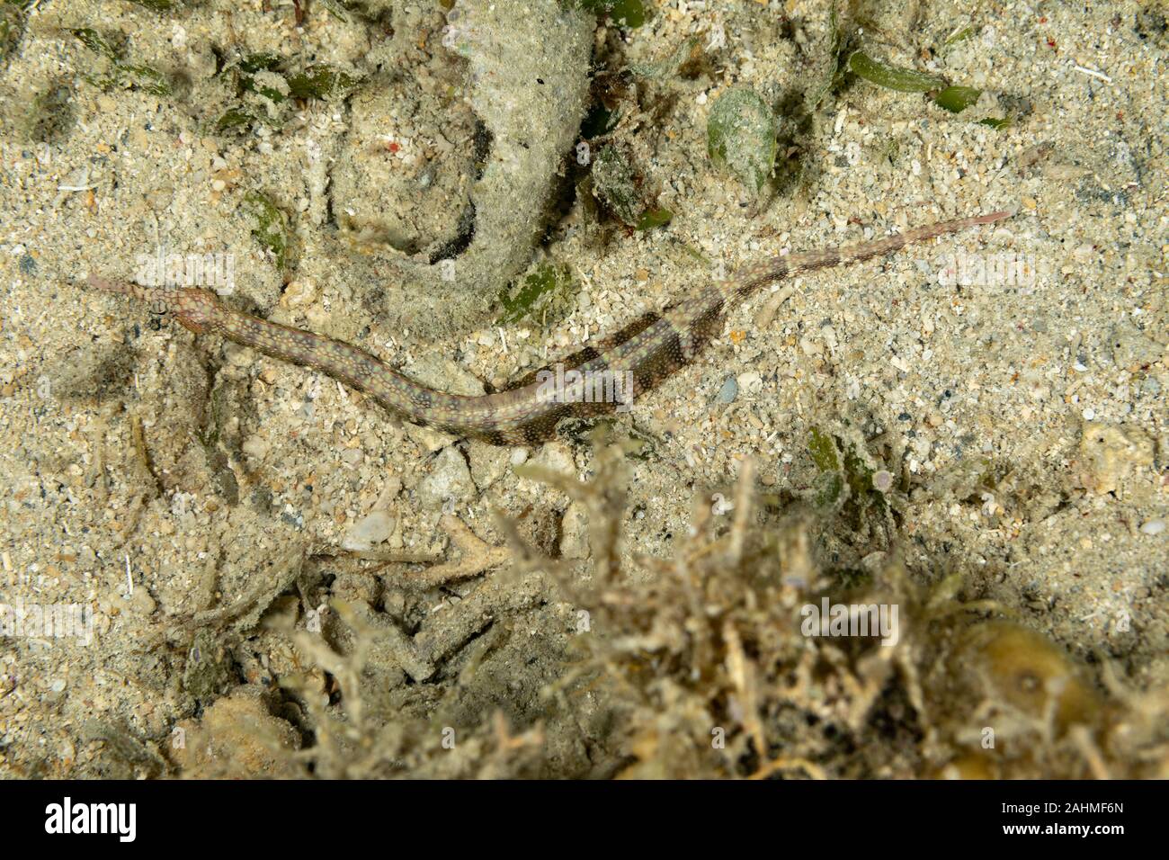 Corythoichthys is a genus of pipefishes of the family Syngnathidae ...