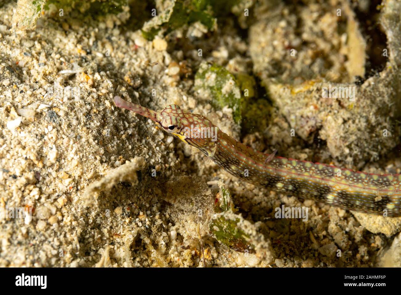 Corythoichthys is a genus of pipefishes of the family Syngnathidae ...