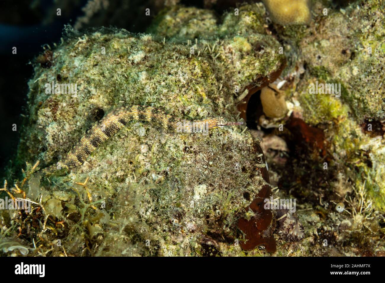 Corythoichthys is a genus of pipefishes of the family Syngnathidae ...