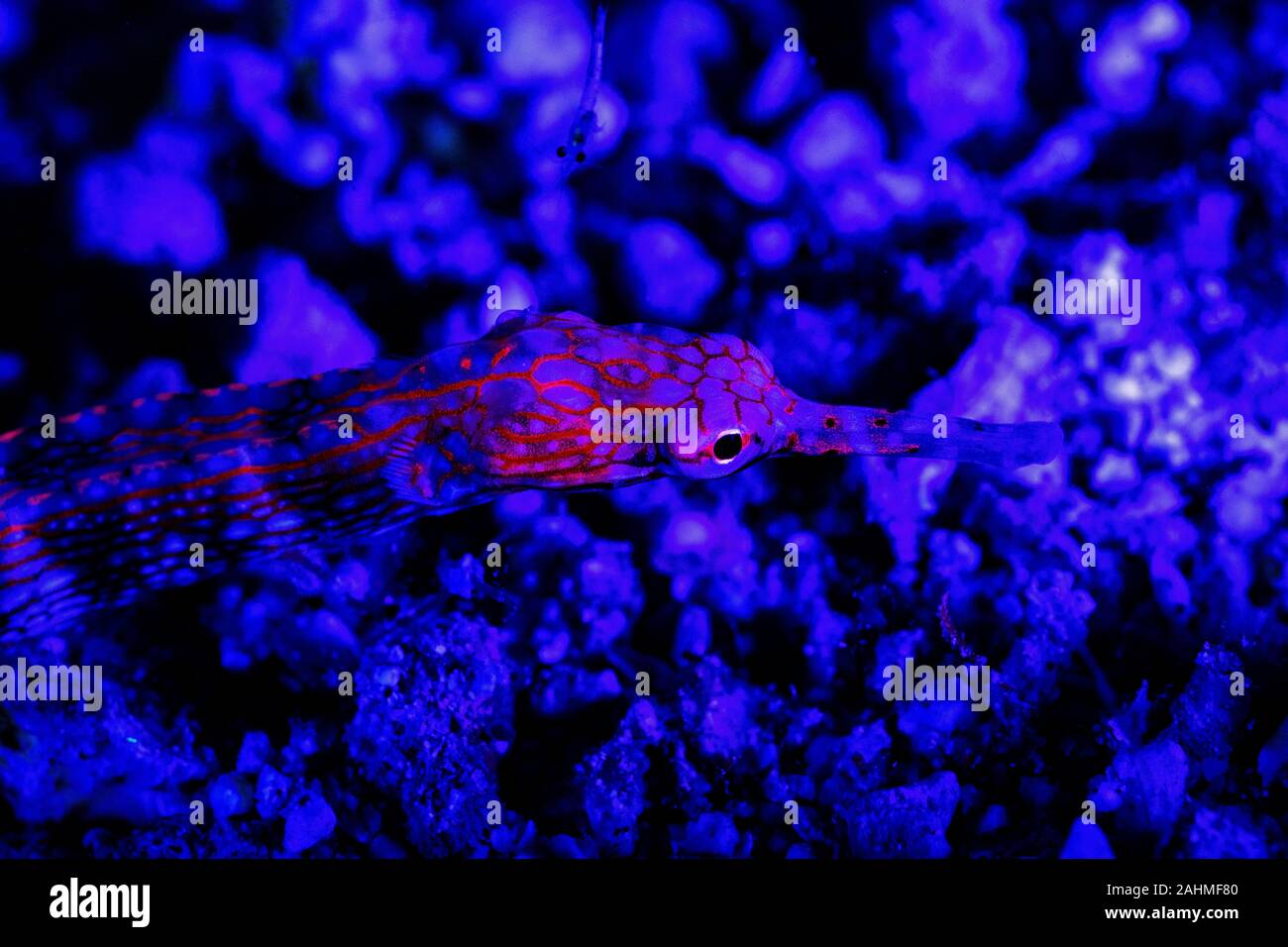 Corythoichthys is a genus of pipefishes of the family Syngnathidae in ...