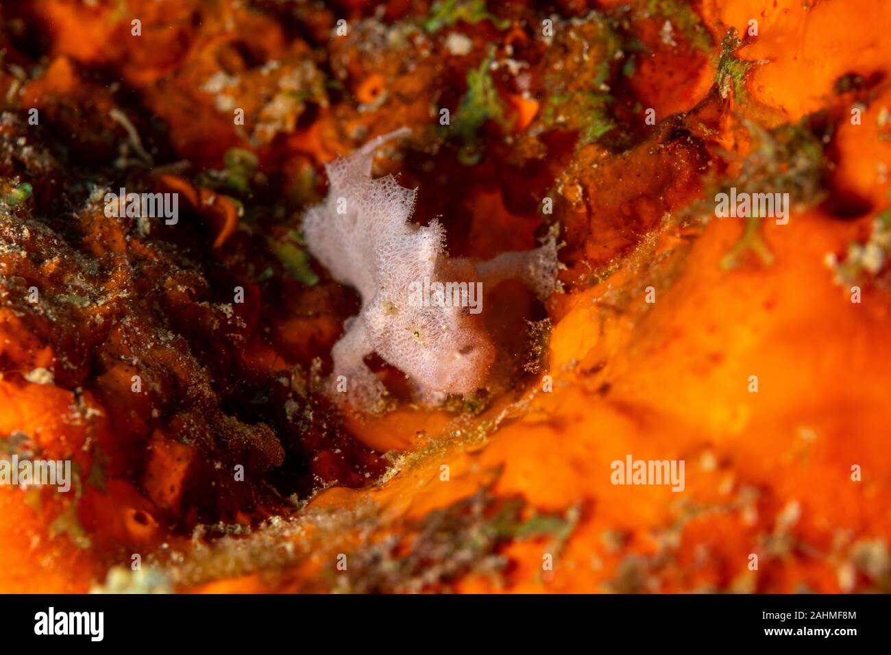 Order of lophiiformes hi-res stock photography and images - Alamy