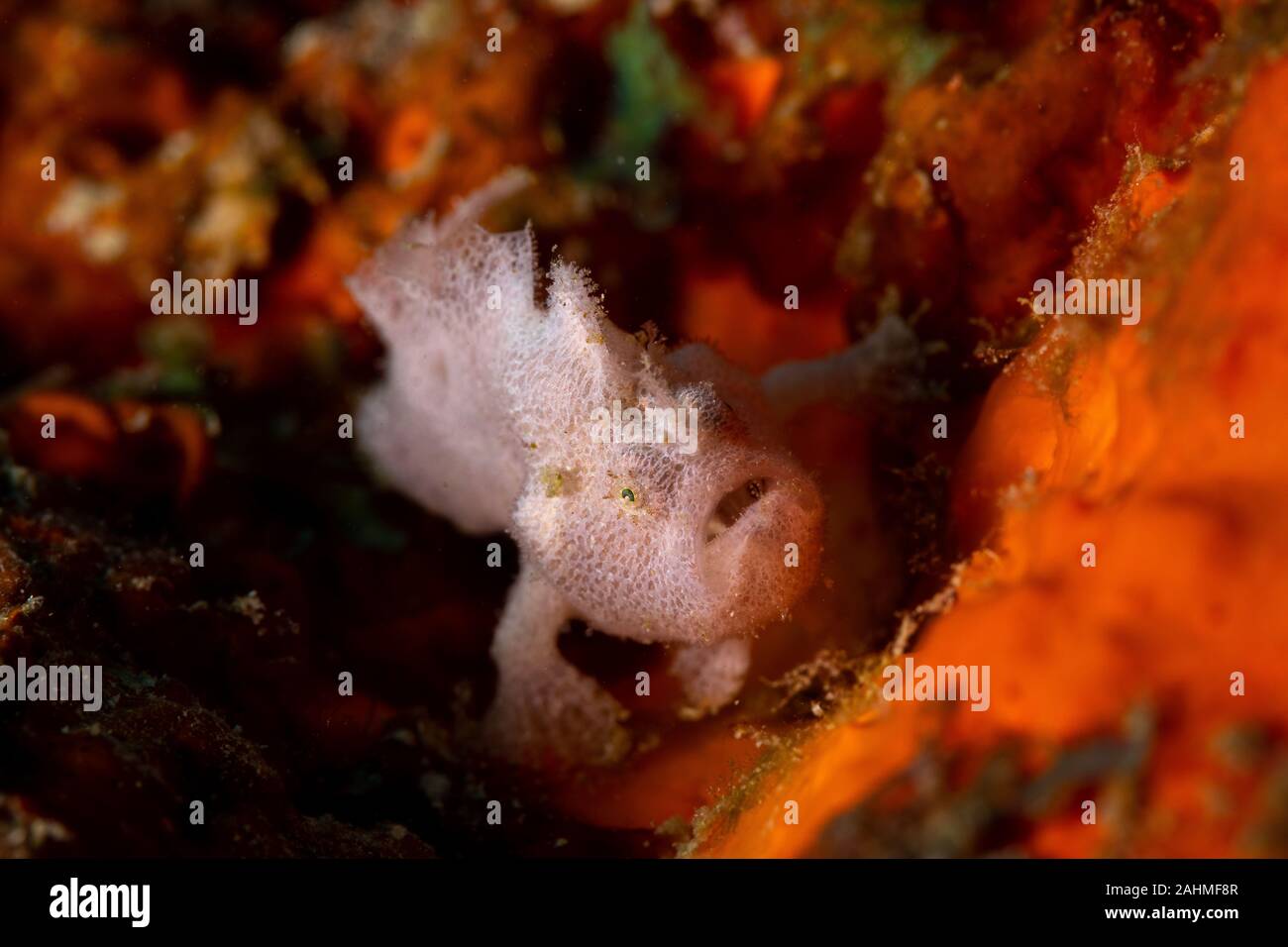Frogfishes are any member of the anglerfish family Antennariidae, of ...