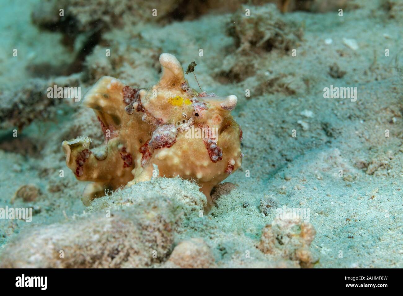 Order of lophiiformes hi-res stock photography and images - Alamy