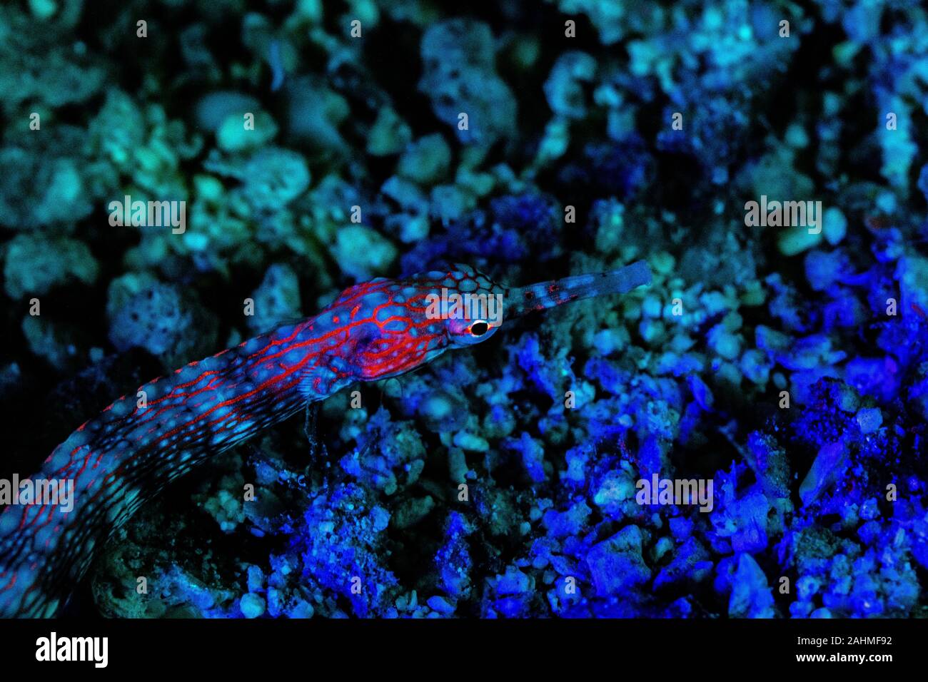 Corythoichthys is a genus of pipefishes of the family Syngnathidae in ...