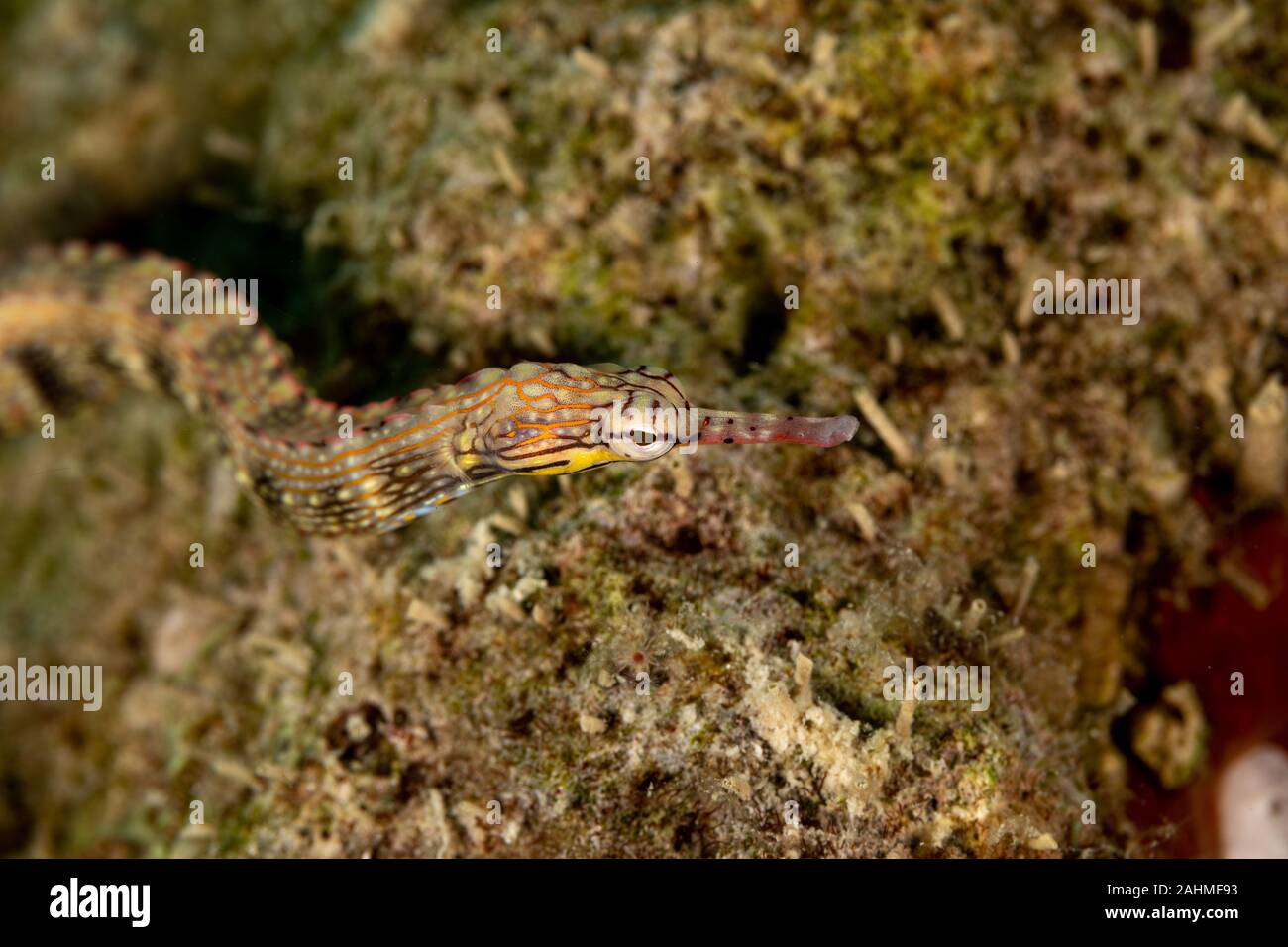Corythoichthys is a genus of pipefishes of the family Syngnathidae ...