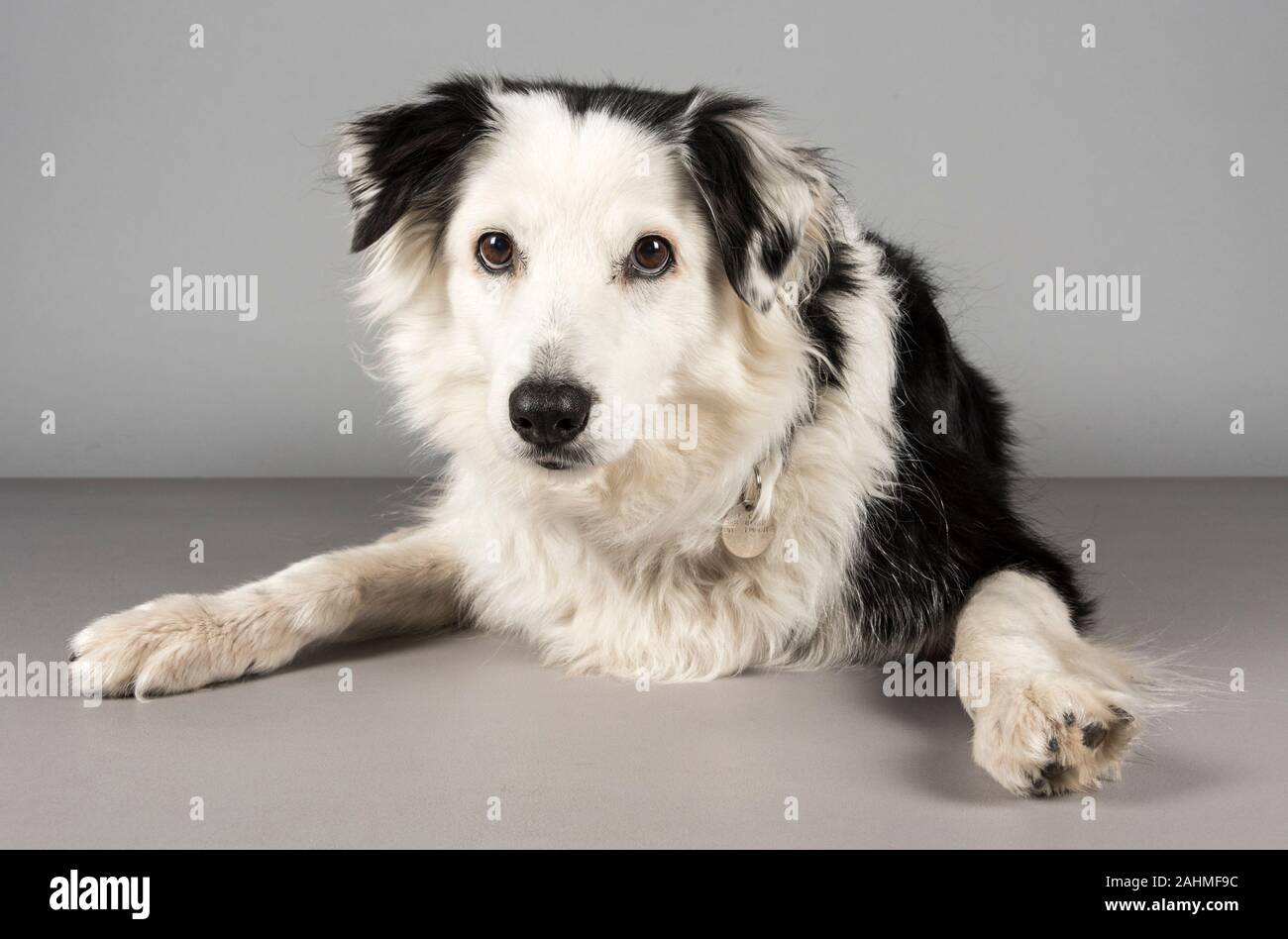 Border Collie photographed in the UK Stock Photo - Alamy