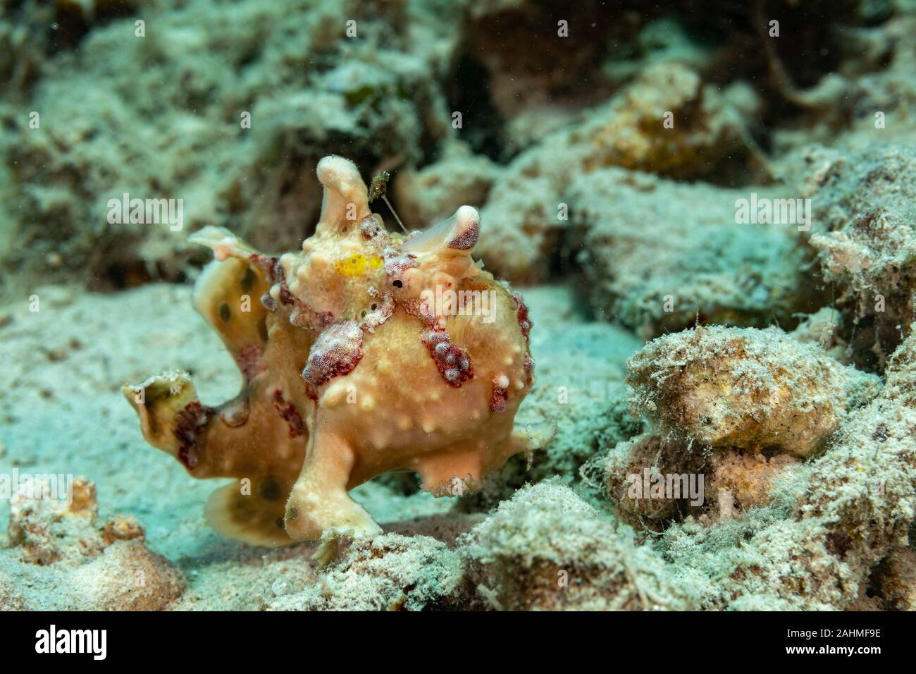 Frogfishes are any member of the anglerfish family Antennariidae, of ...