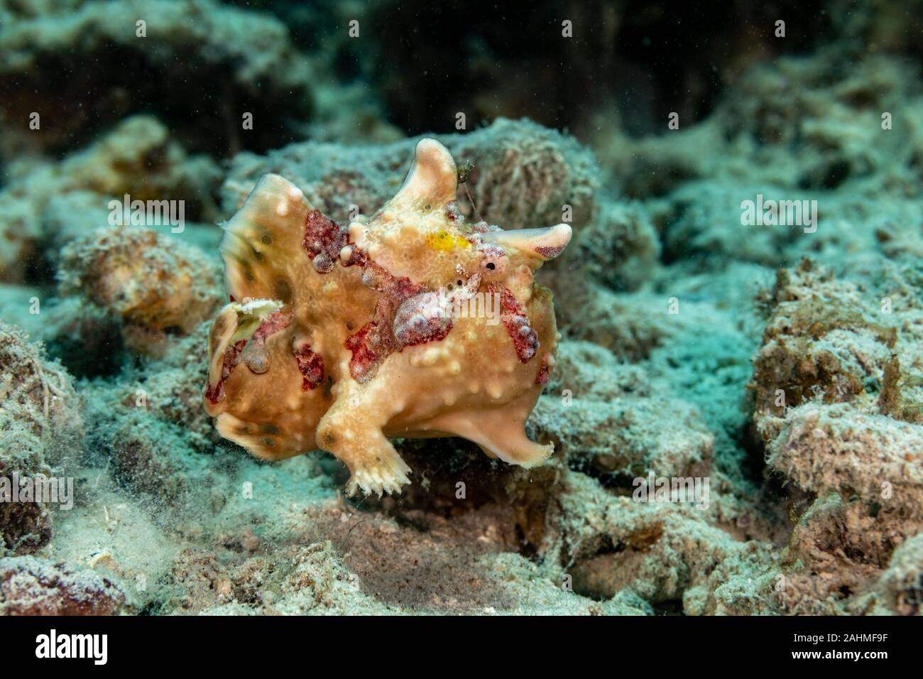 Frogfishes are any member of the anglerfish family Antennariidae, of ...