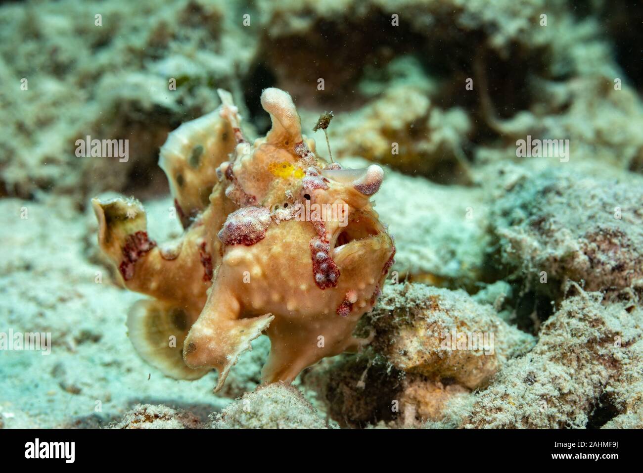 Order of lophiiformes hi-res stock photography and images - Alamy