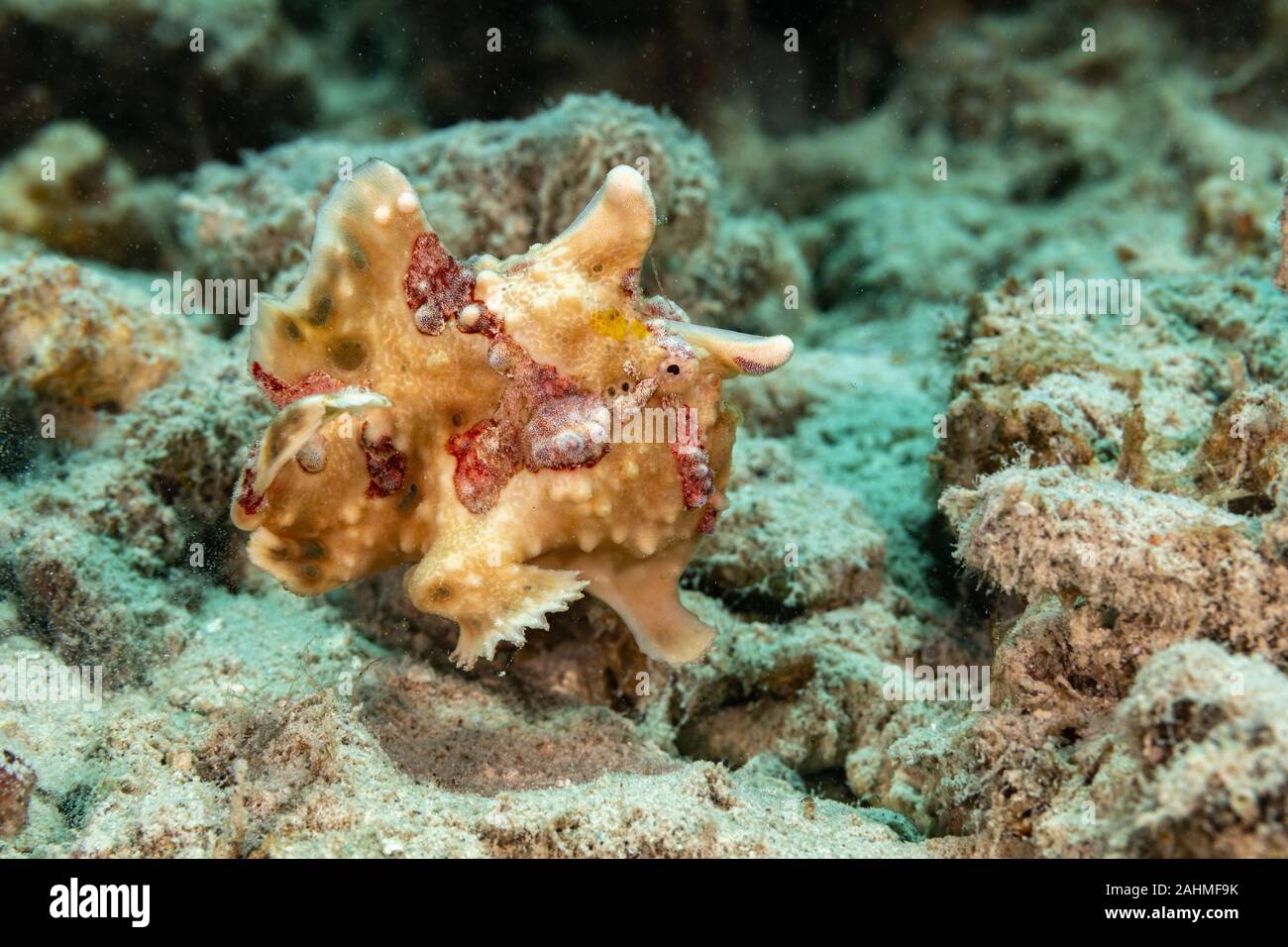 Frogfishes are any member of the anglerfish family Antennariidae, of ...