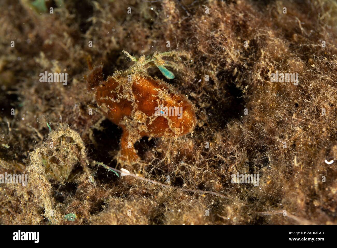 Frogfishes are any member of the anglerfish family Antennariidae, of ...