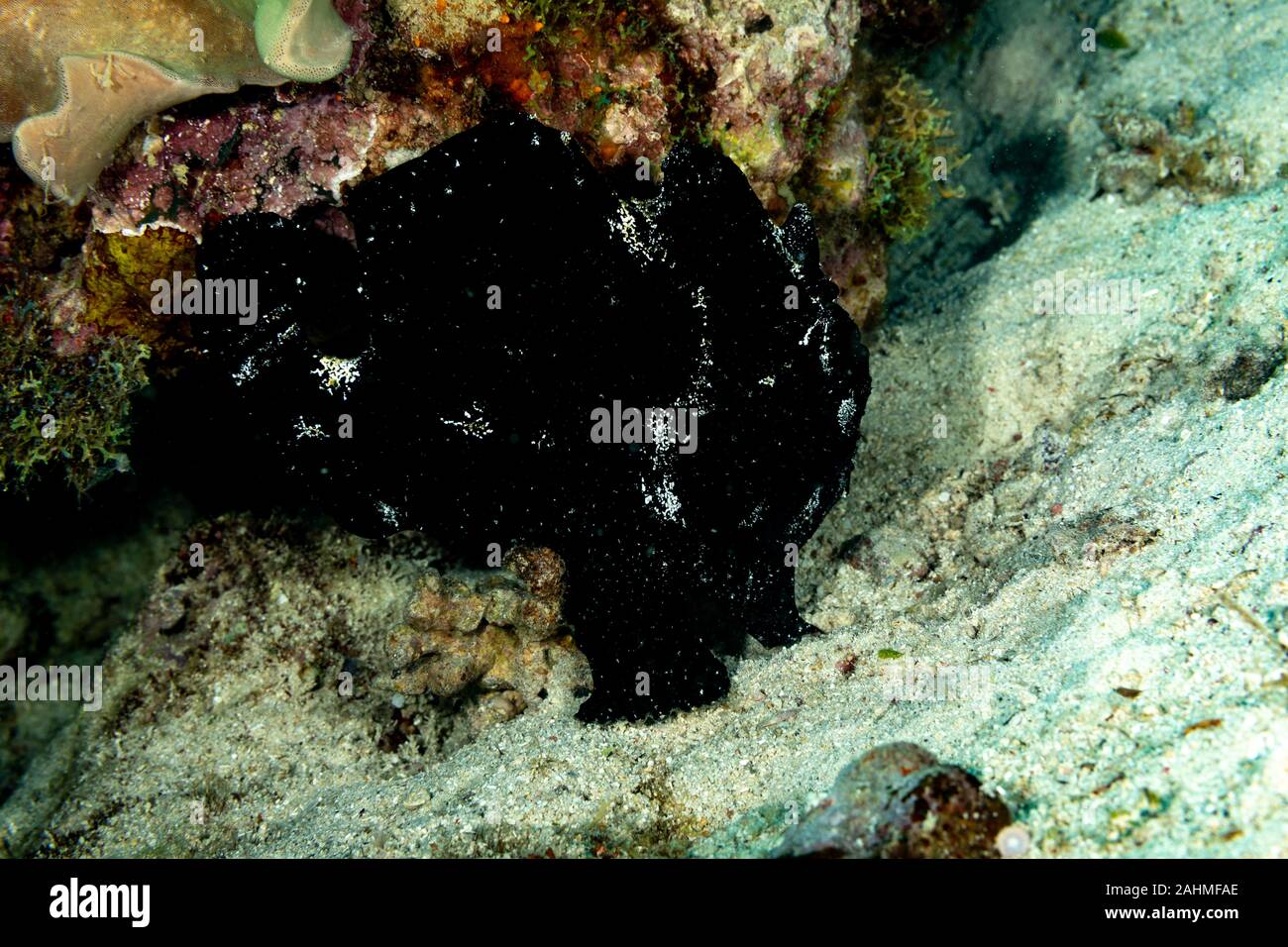 Frogfishes are any member of the anglerfish family Antennariidae, of ...