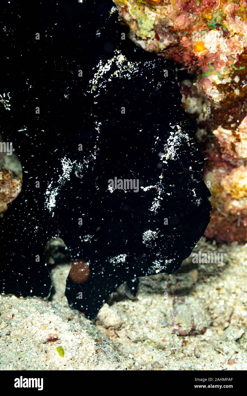 Order of lophiiformes hi-res stock photography and images - Alamy