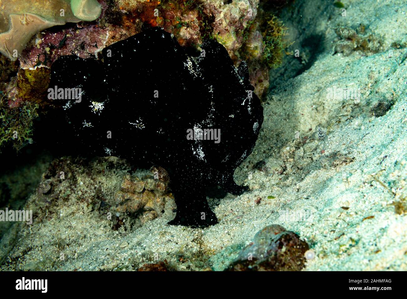 Order of lophiiformes hi-res stock photography and images - Alamy