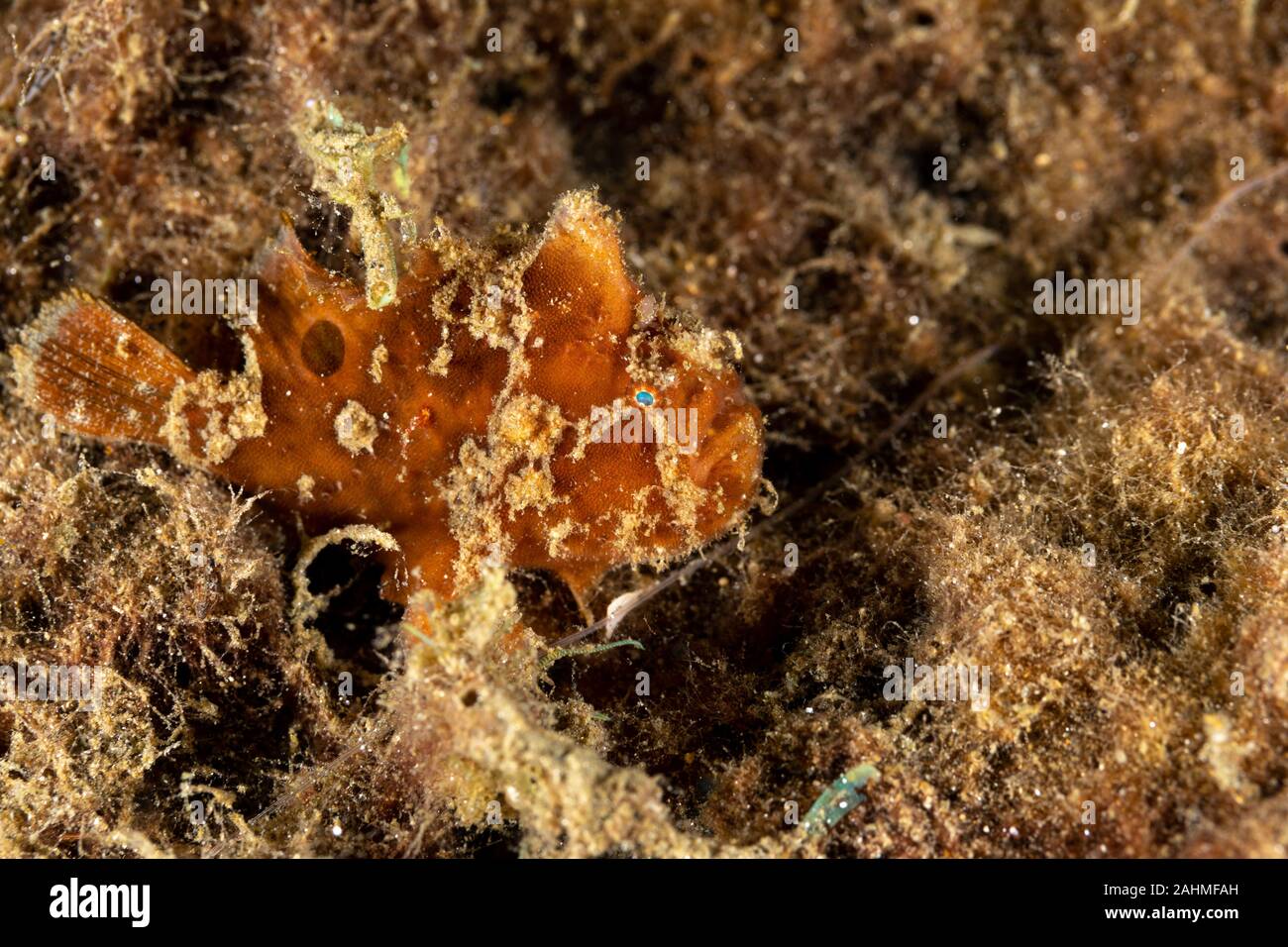 Frogfishes are any member of the anglerfish family Antennariidae, of ...