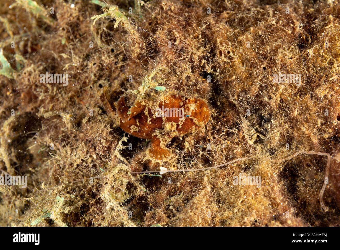 Frogfishes are any member of the anglerfish family Antennariidae, of ...