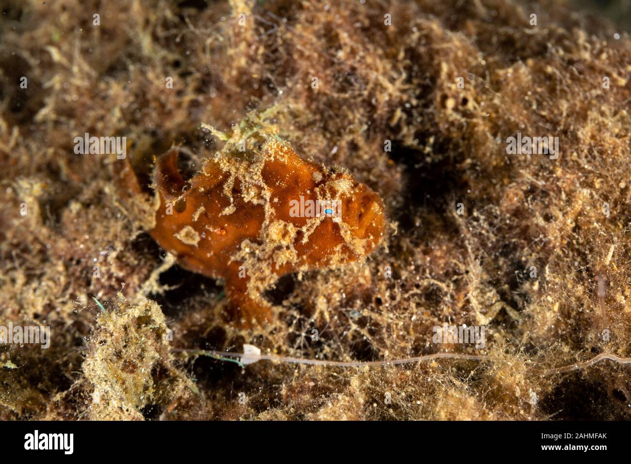 Frogfishes are any member of the anglerfish family Antennariidae, of ...