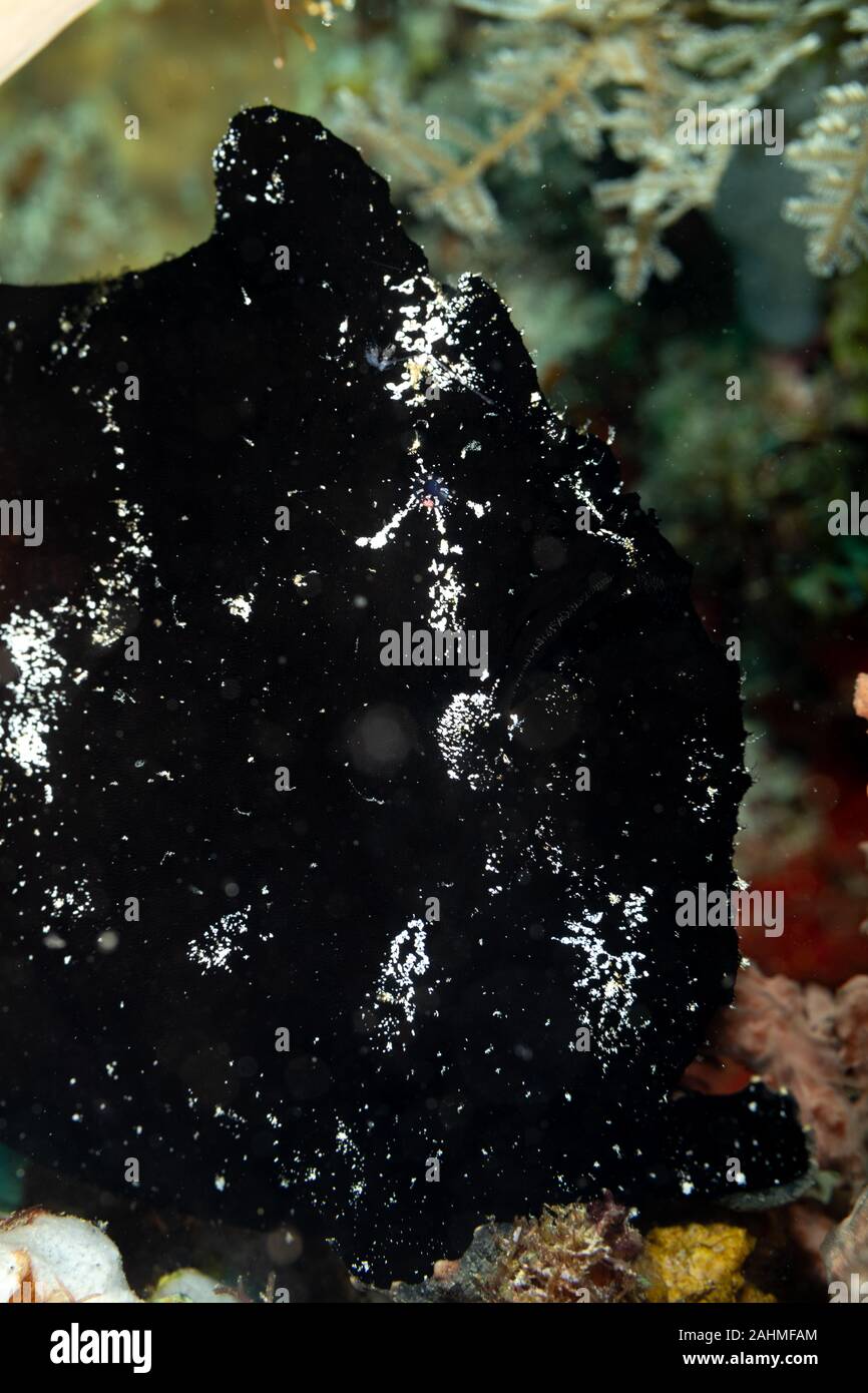 Order of lophiiformes hi-res stock photography and images - Alamy