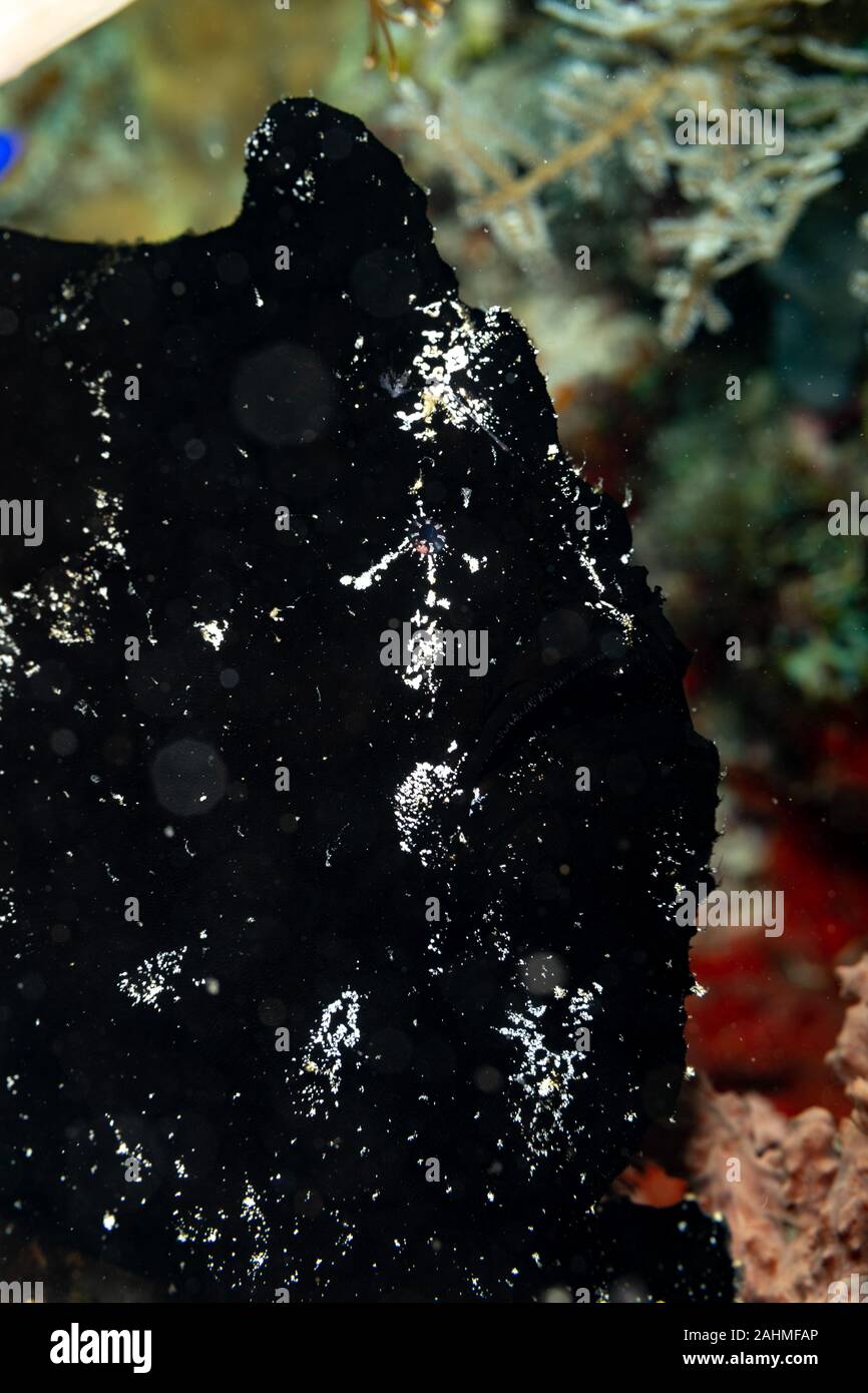 Frogfishes are any member of the anglerfish family Antennariidae, of ...