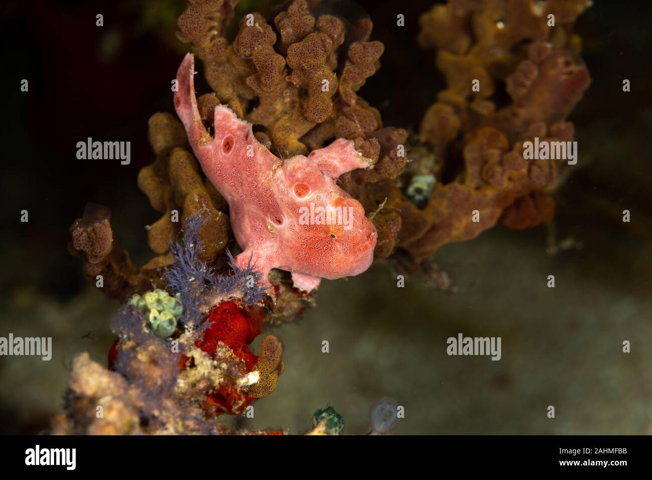 Frogfishes are any member of the anglerfish family Antennariidae, of ...