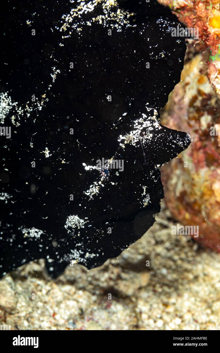 Order of lophiiformes hi-res stock photography and images - Alamy