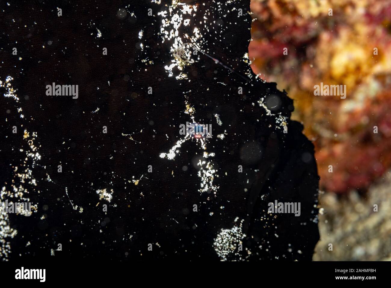 Frogfishes are any member of the anglerfish family Antennariidae, of ...