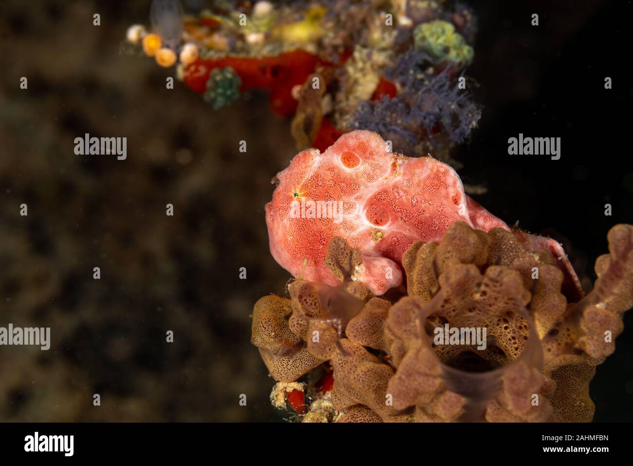 Order of lophiiformes hi-res stock photography and images - Alamy