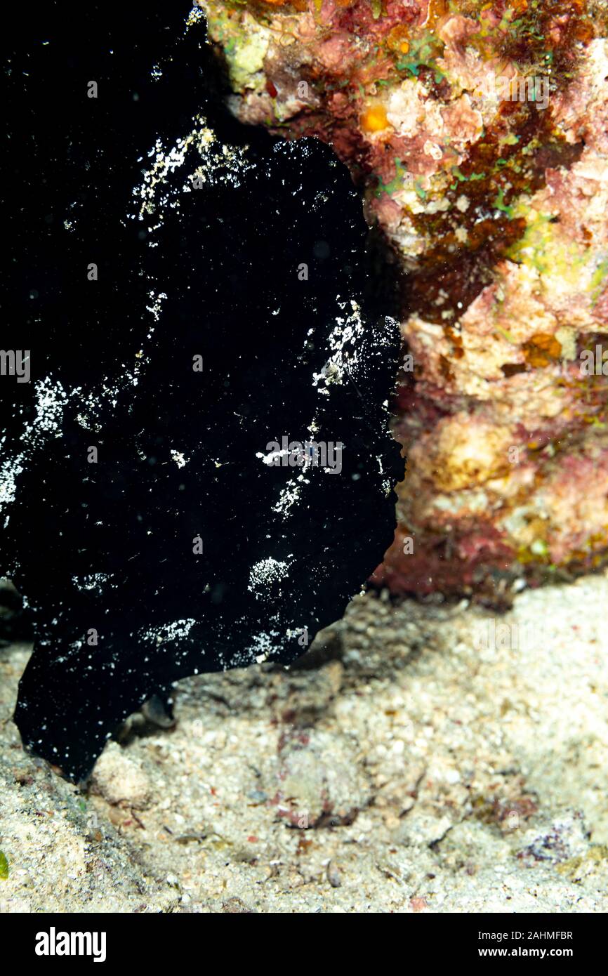 Frogfishes are any member of the anglerfish family Antennariidae, of ...