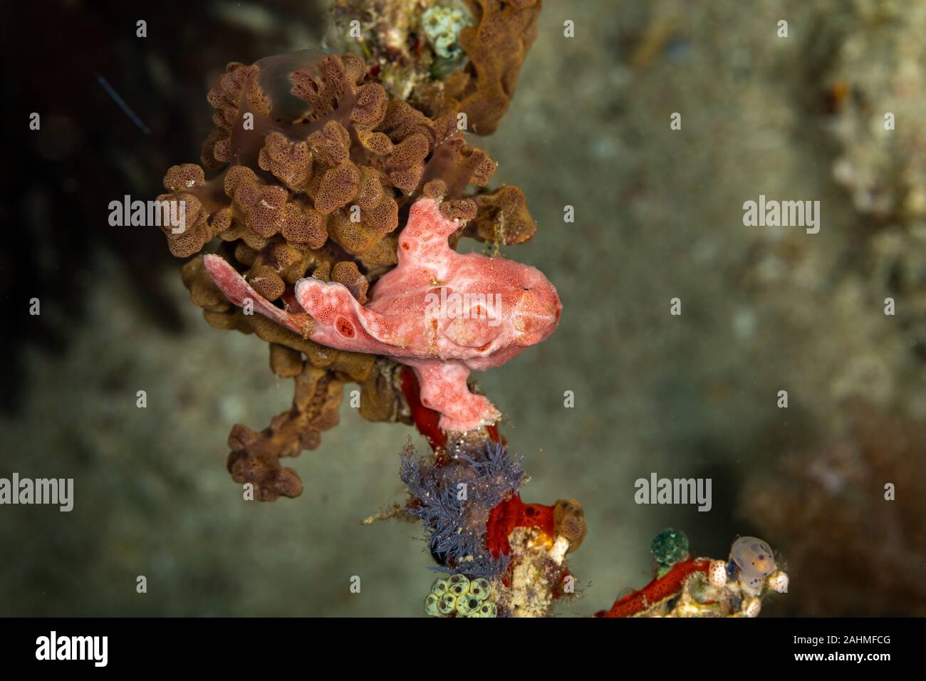 Frogfishes are any member of the anglerfish family Antennariidae, of ...