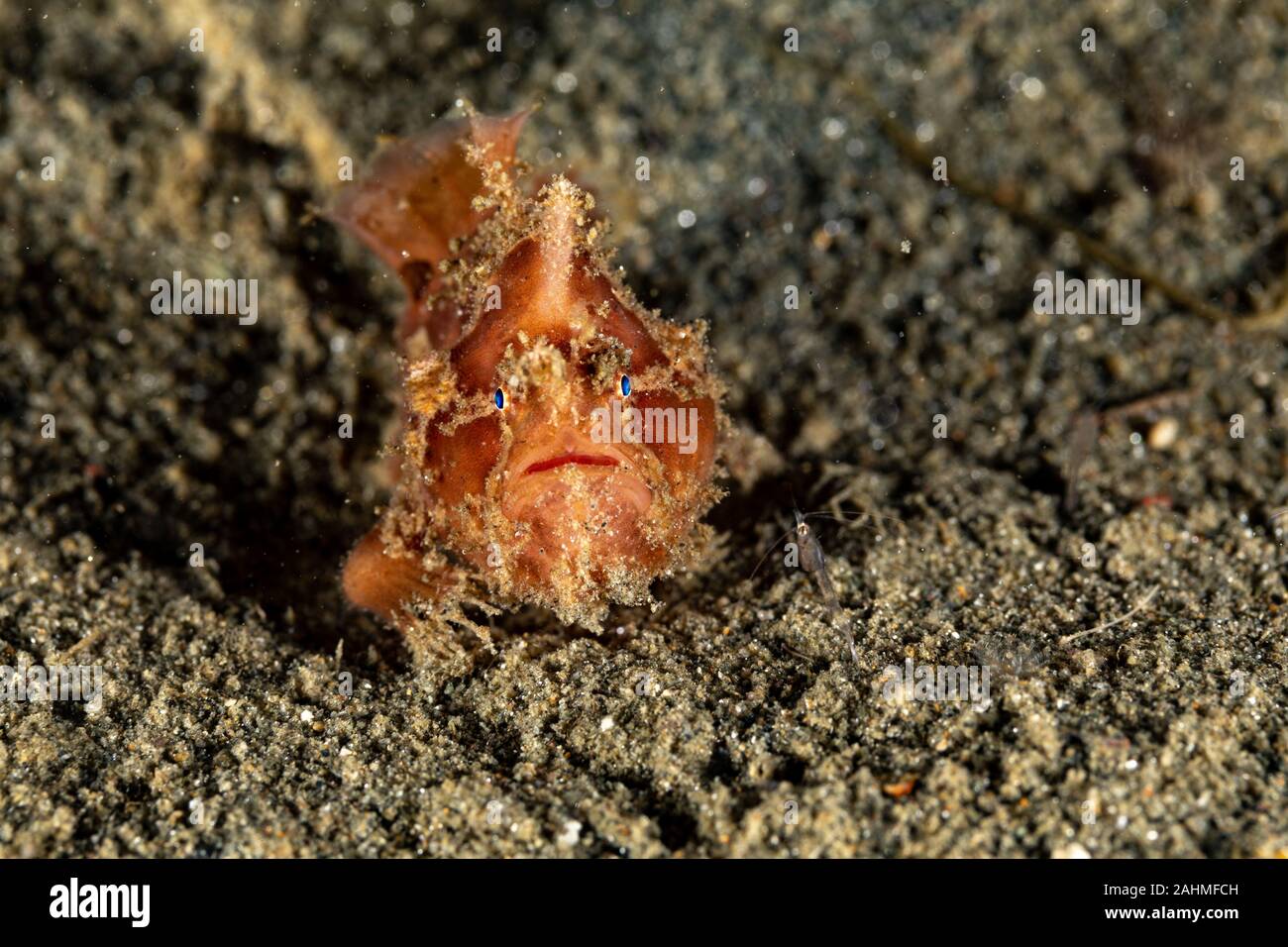 Frogfishes are any member of the anglerfish family Antennariidae, of ...