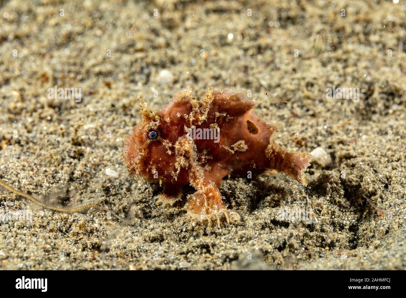 Frogfishes are any member of the anglerfish family Antennariidae, of ...