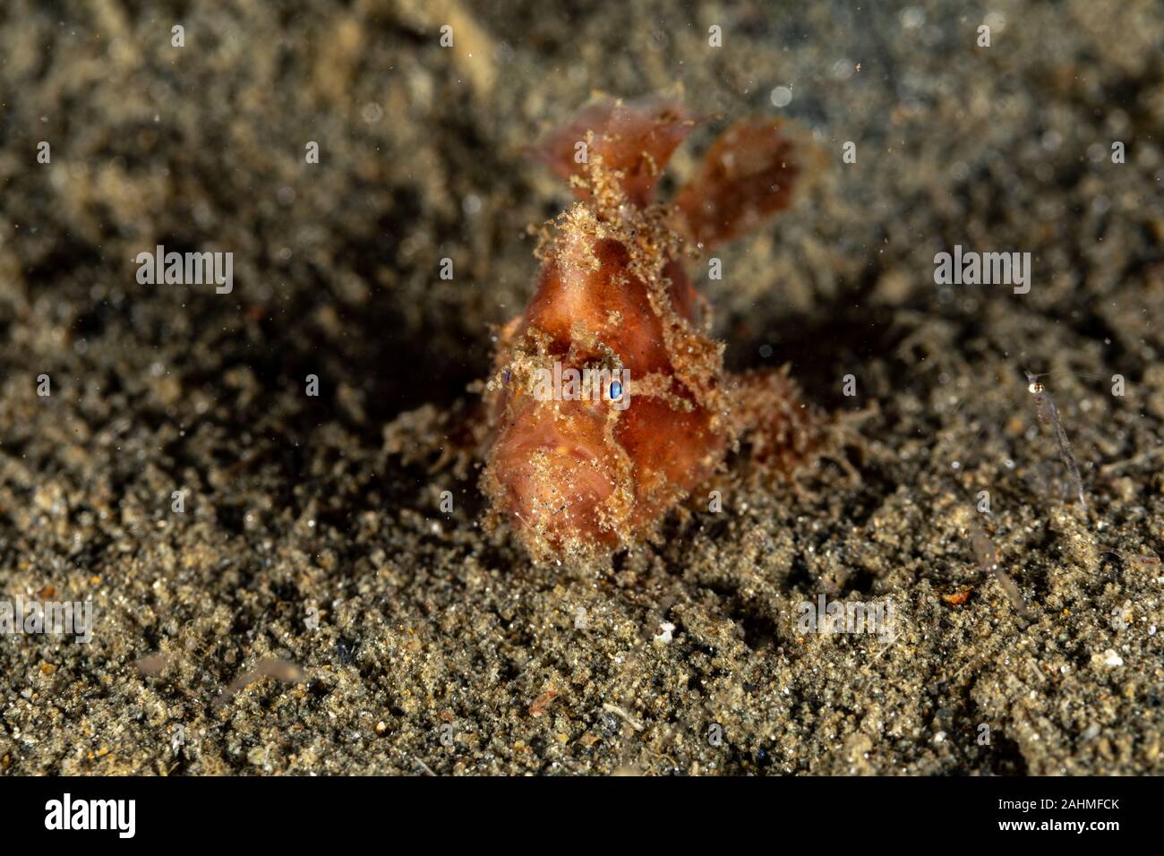 Order of lophiiformes hi-res stock photography and images - Alamy