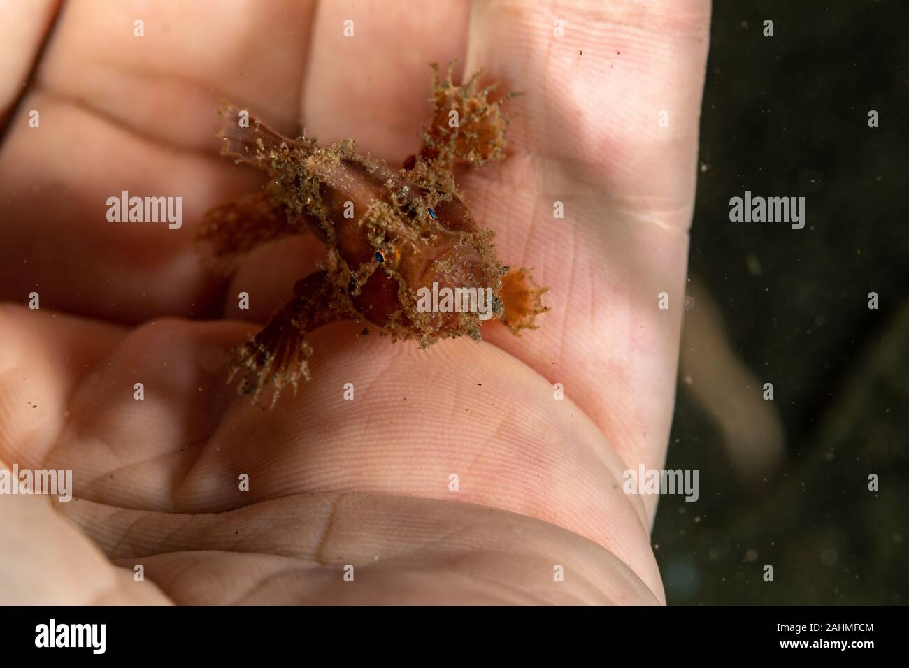 Frogfishes are any member of the anglerfish family Antennariidae, of ...