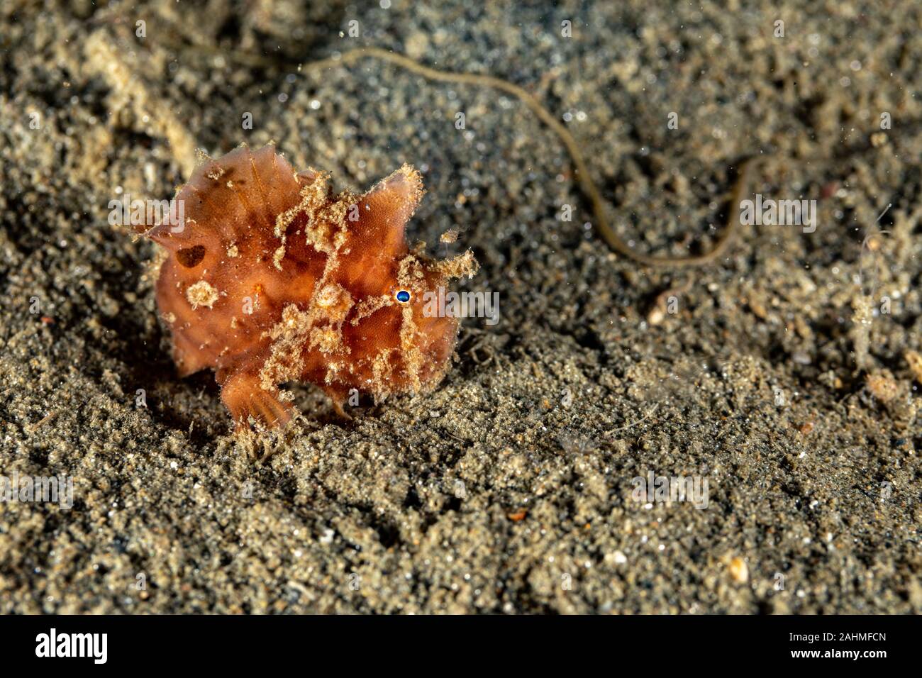 Frogfishes are any member of the anglerfish family Antennariidae, of ...